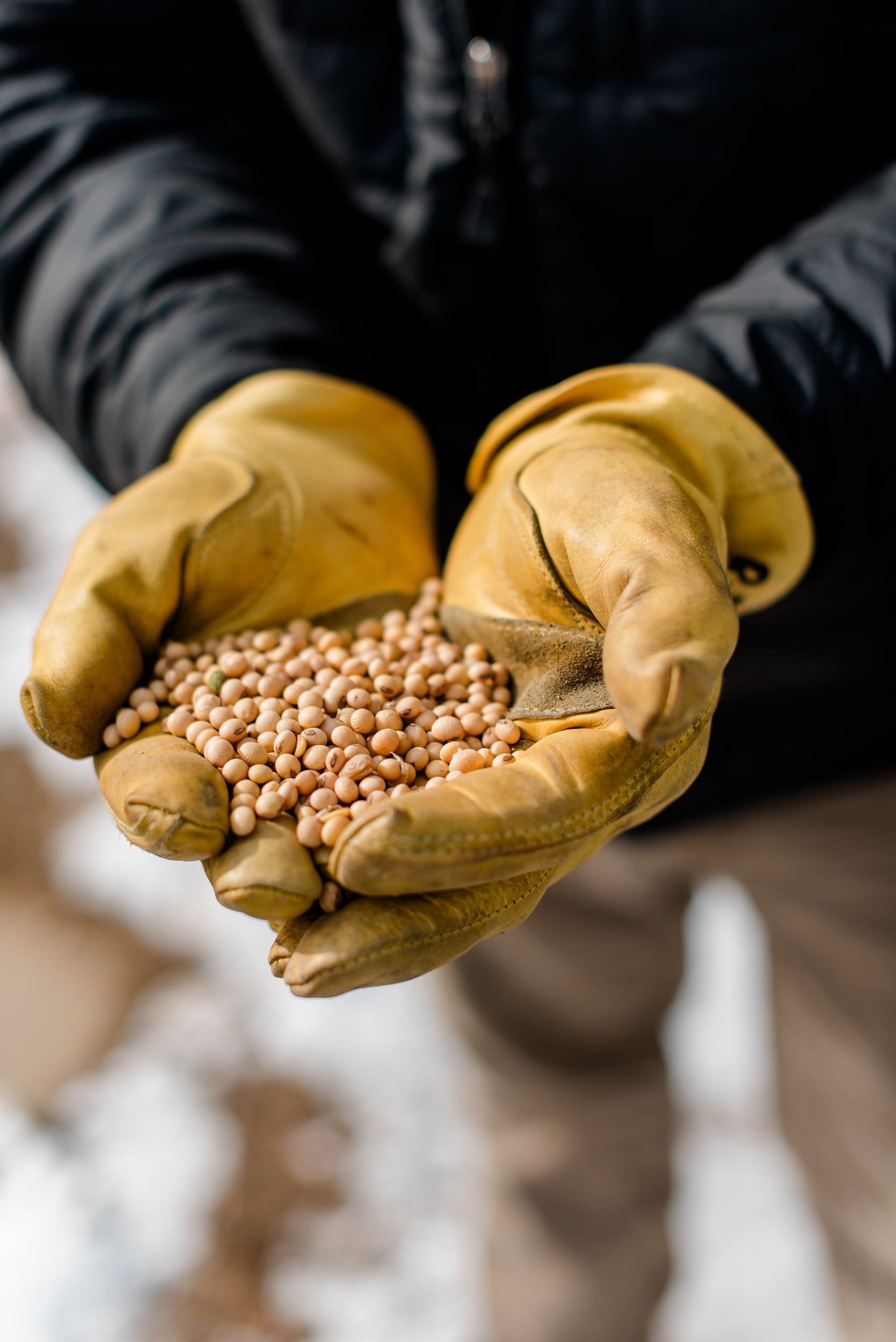 South Dakota Soybean | Wheaton Dumont Coop Secures Major…