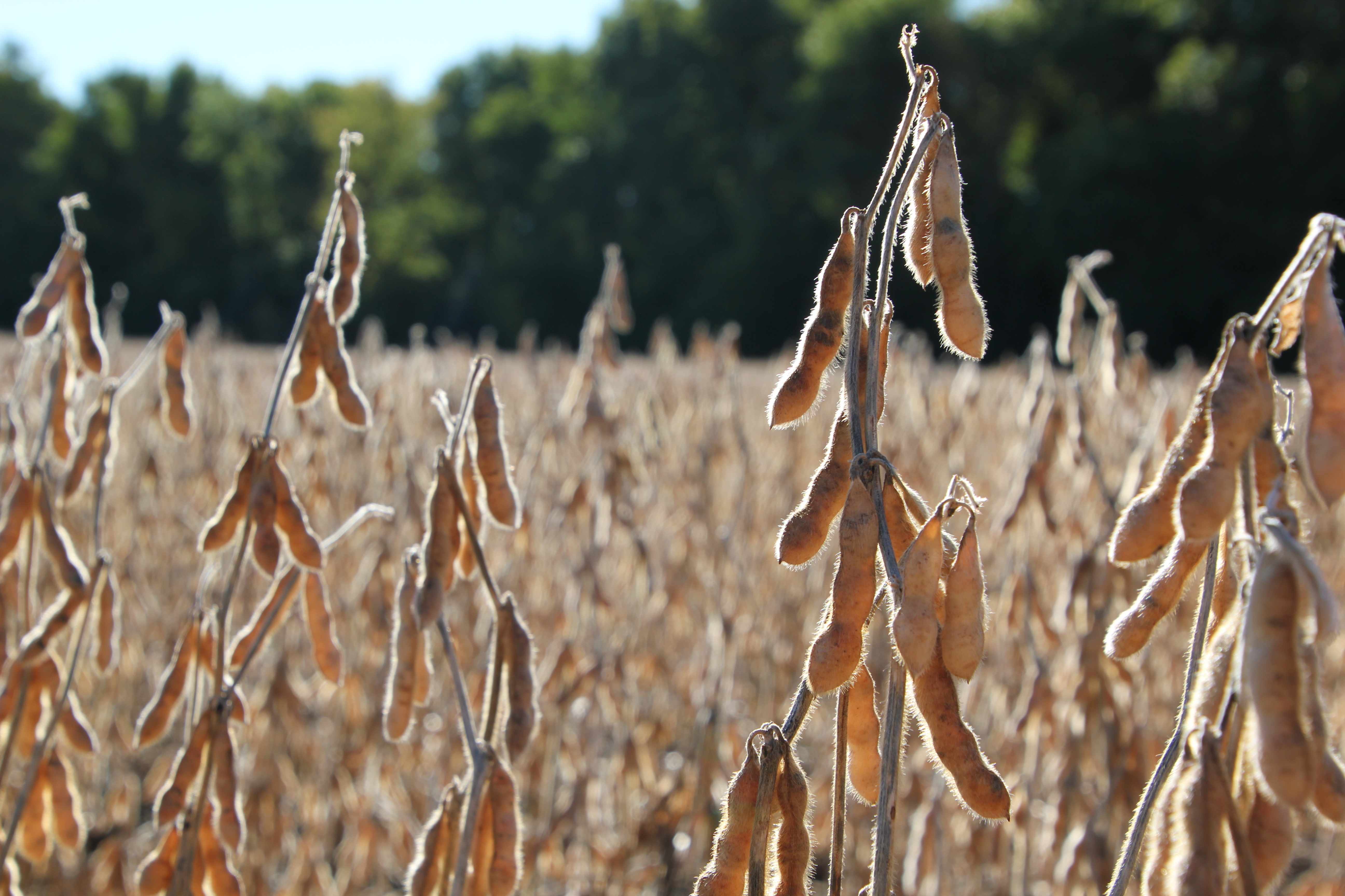 South Dakota Soybean | Big Week in D.C. Brings Wins for Farmers